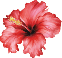 Home - Uvongo River Resort